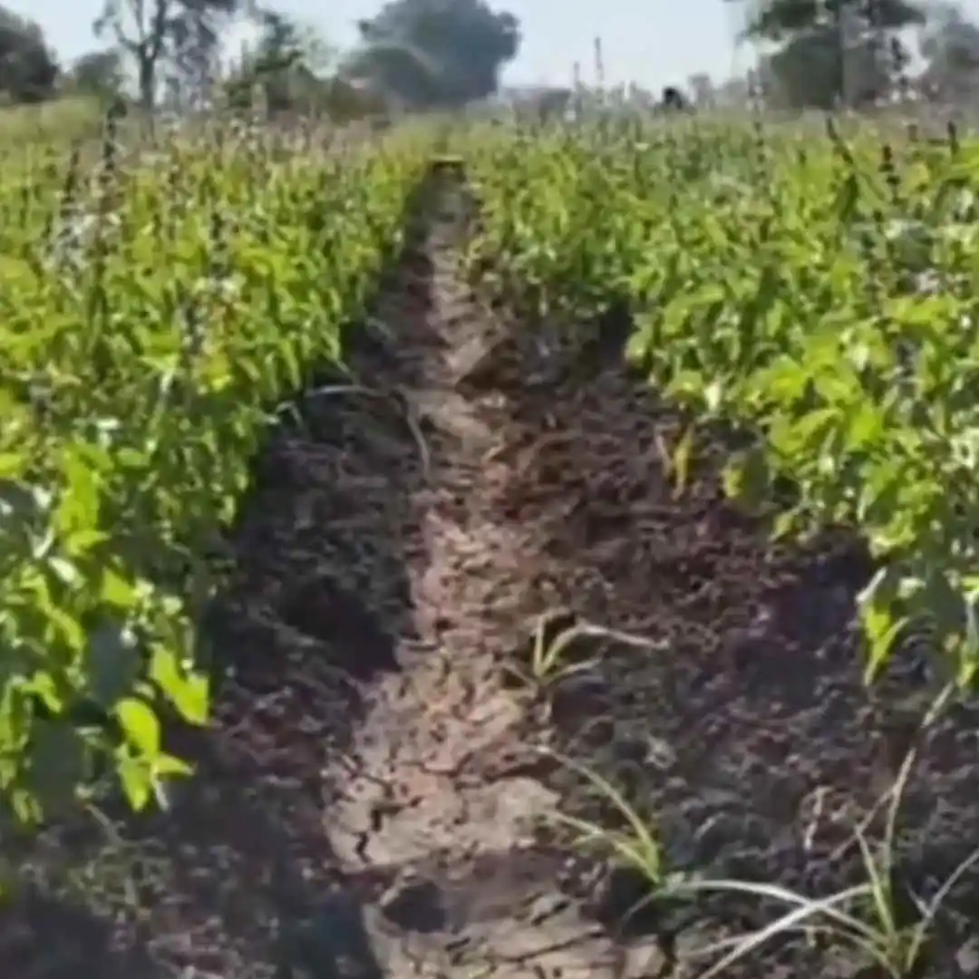Tulsi cultivation in India Profit per Acre: 100% Organic Farming से ...